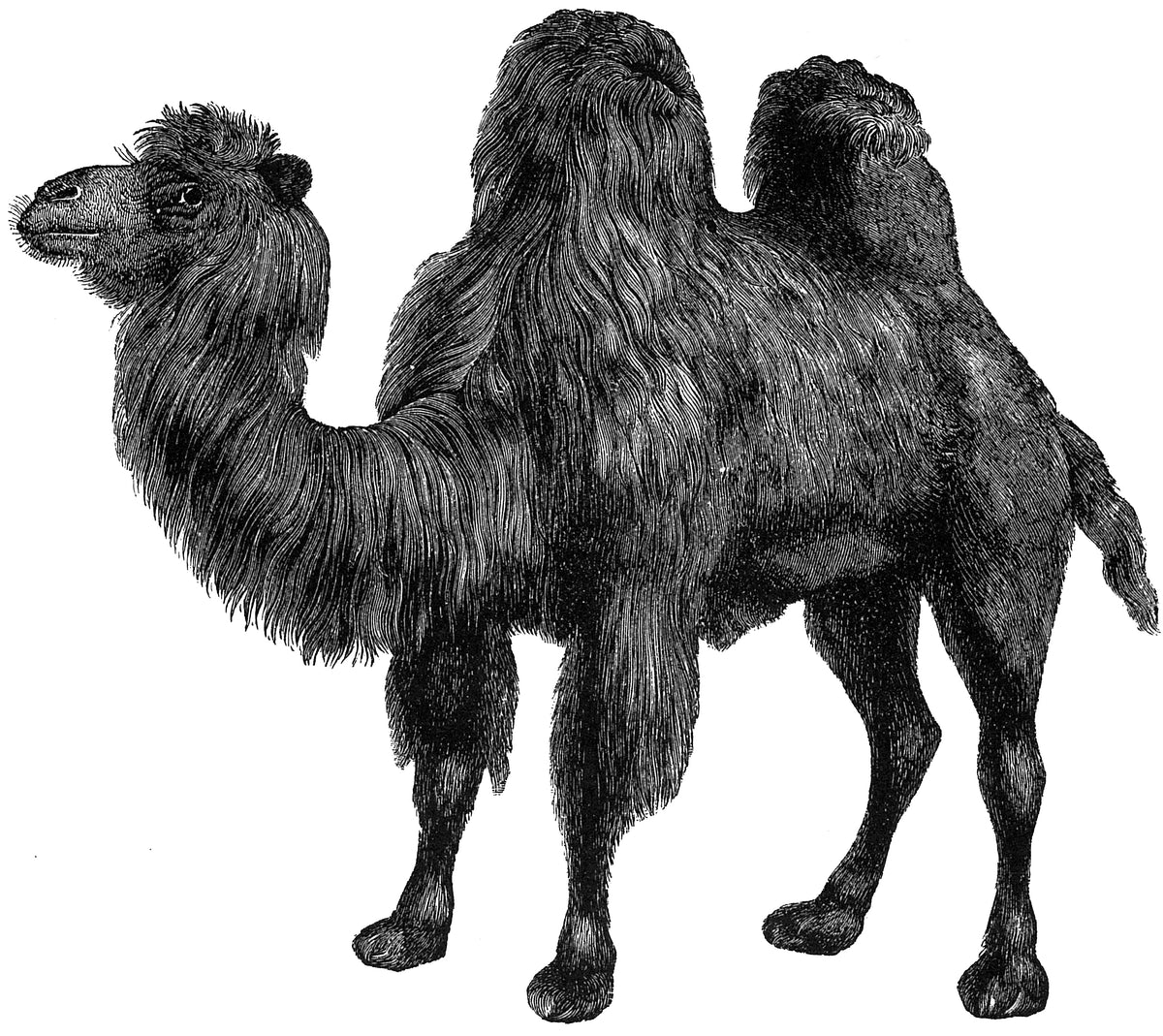 Bactrians Camel Art Print – Vintage Magazine Company