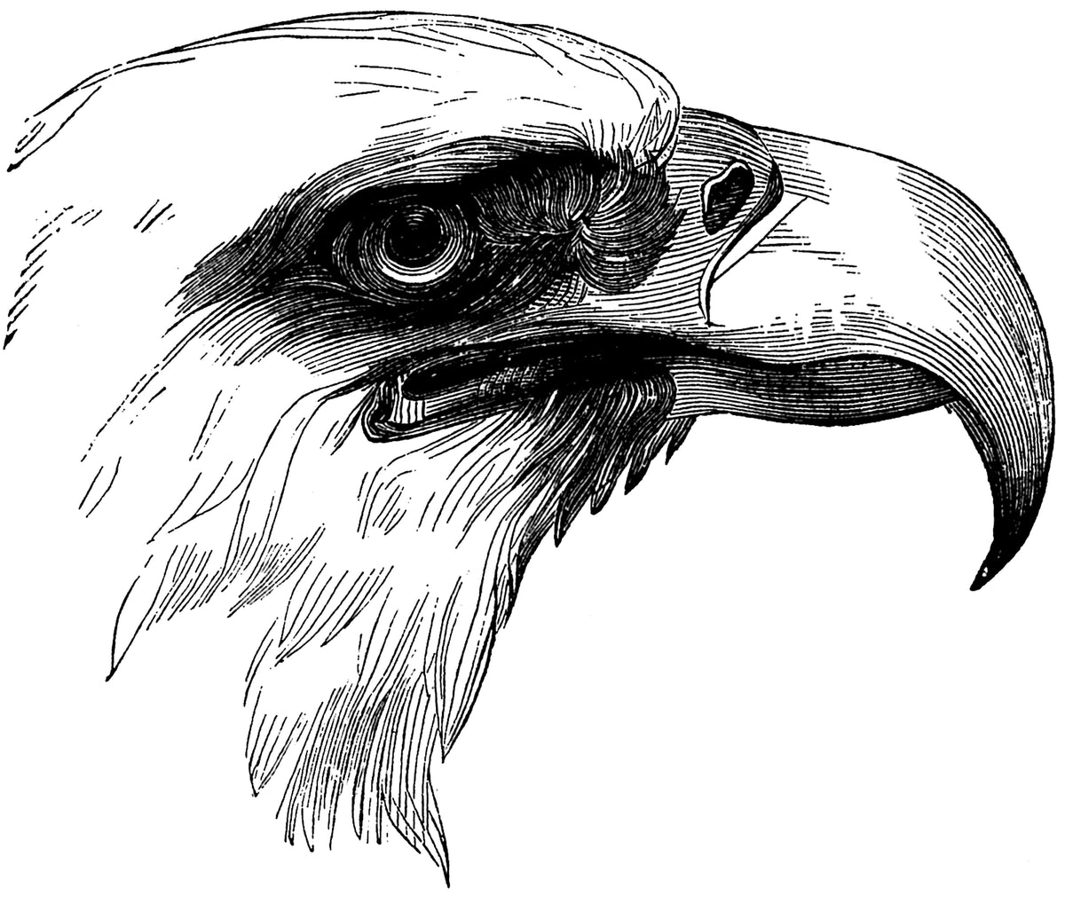 Bald Eagle Art Print – Vintage Magazine Company