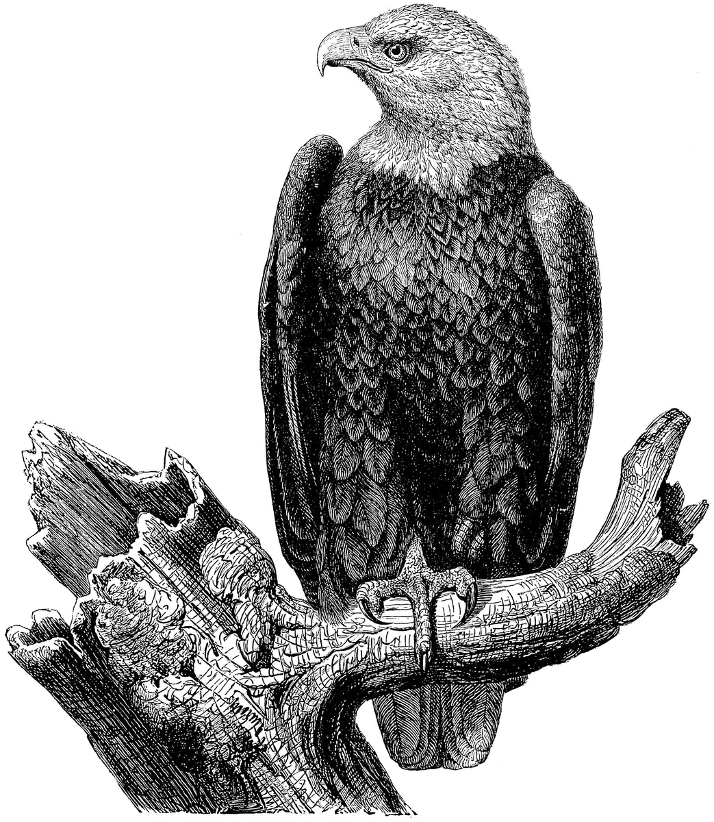 Bald Eagle (2) Art Print – Vintage Magazine Company