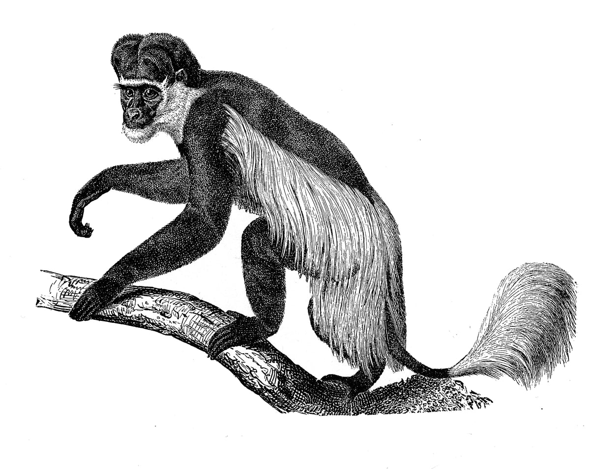 Colobus Monkey Art Print – Vintage Magazine Company