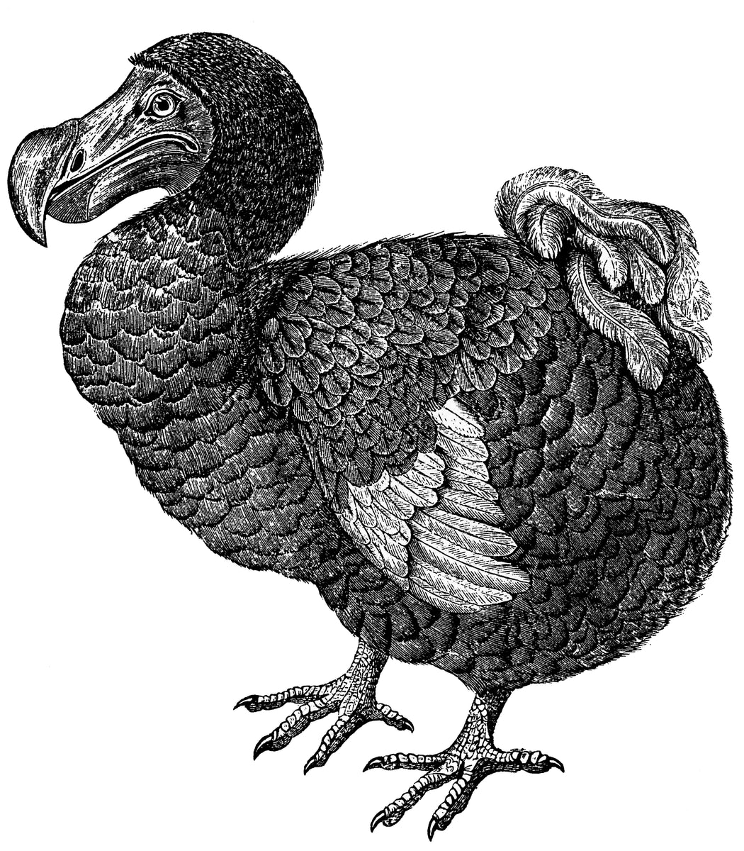 Dod Art Print – Vintage Magazine Company