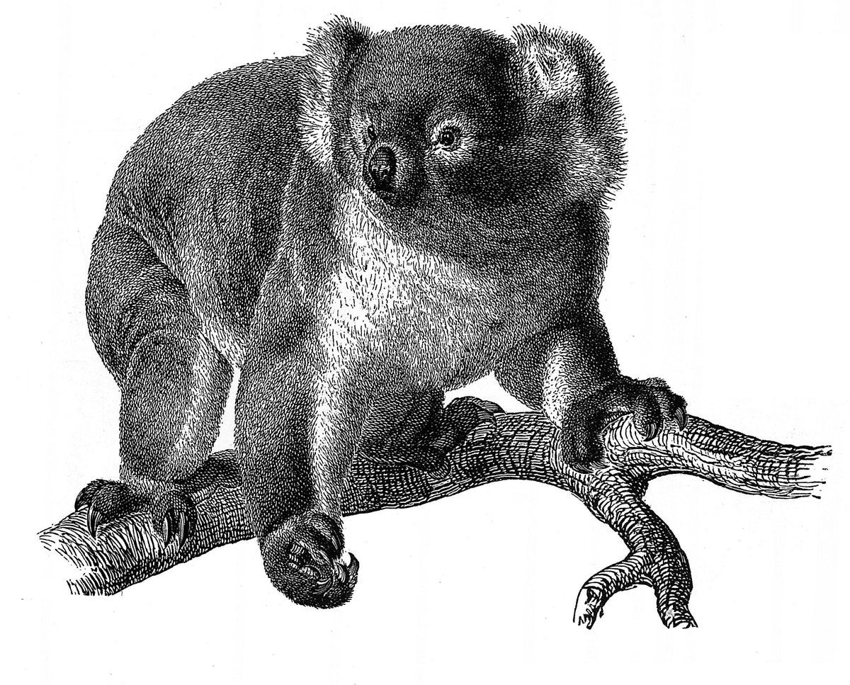 Koala Art Print – Vintage Magazine Company